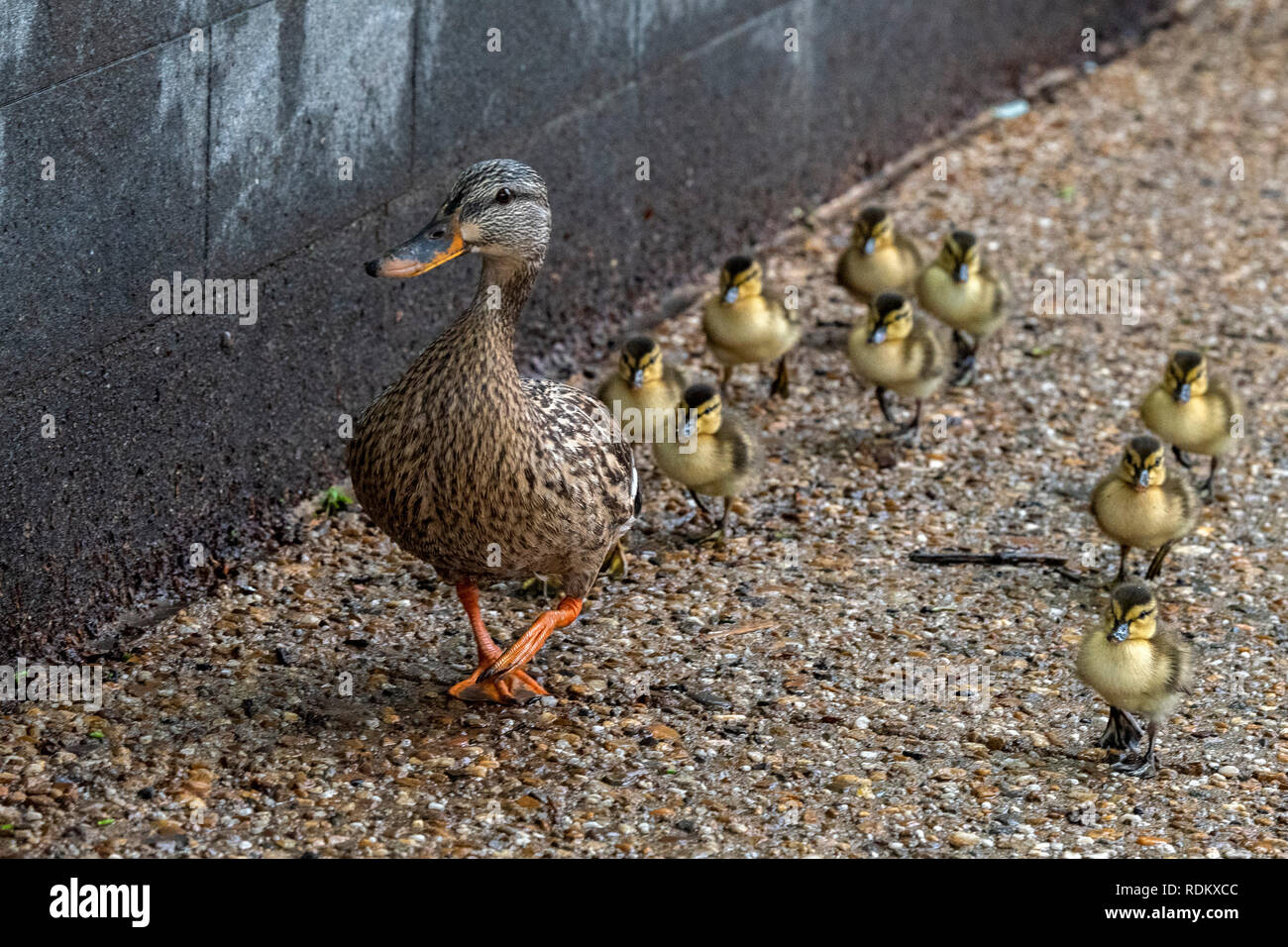 duck family mother and puppy in a line crossing the street in ...