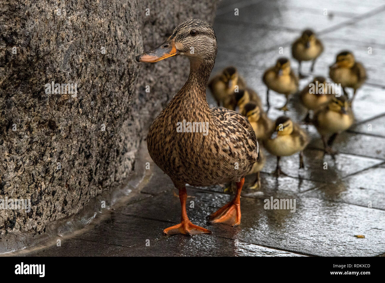 duck family mother and puppy in a line crossing the street in ...