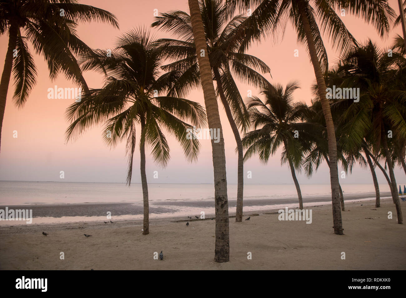 the Bang Saen Beach at the Town of Bangsaen in the Provinz Chonburi in ...