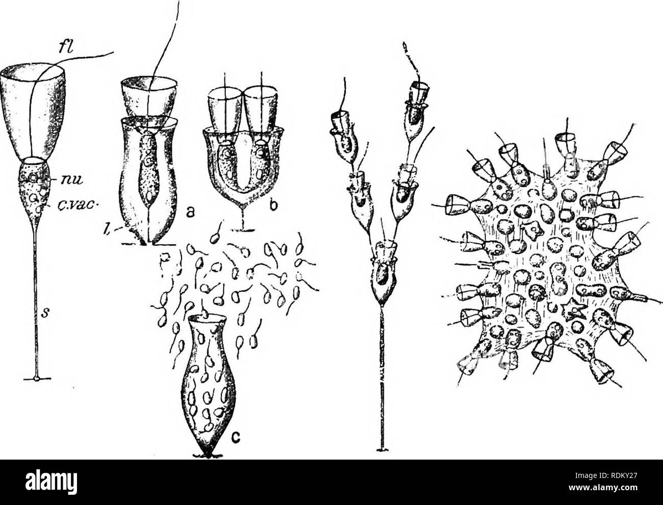 . The Cambridge natural history. Zoology. 122 PROTOZOA The agitation of ...