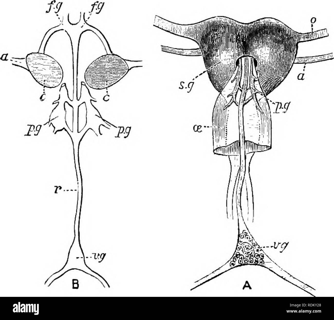 Insects side view Black and White Stock Photos & Images - Alamy