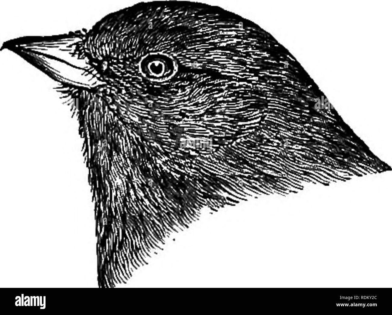 . The birds of Illinois and Wisconsin. Birds; Birds. 598 Field Museum ...