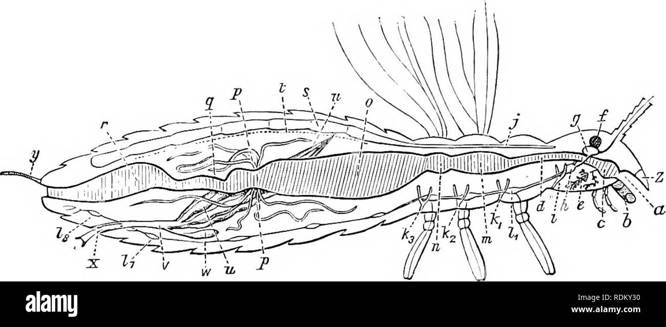 Insect gl hi-res stock photography and images - Alamy