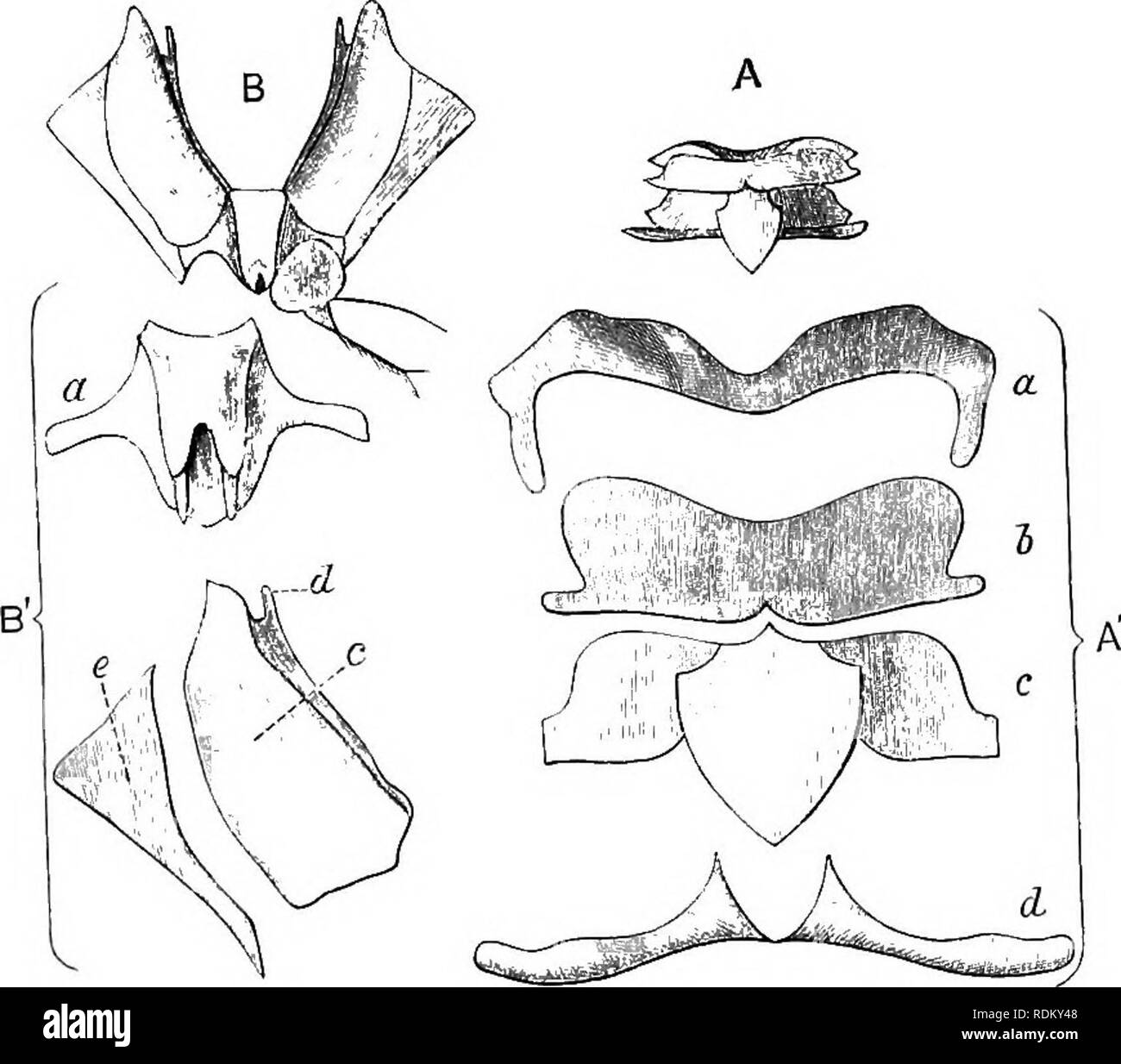. The Cambridge natural history. Zoology. THORAX lOI the most constant ...