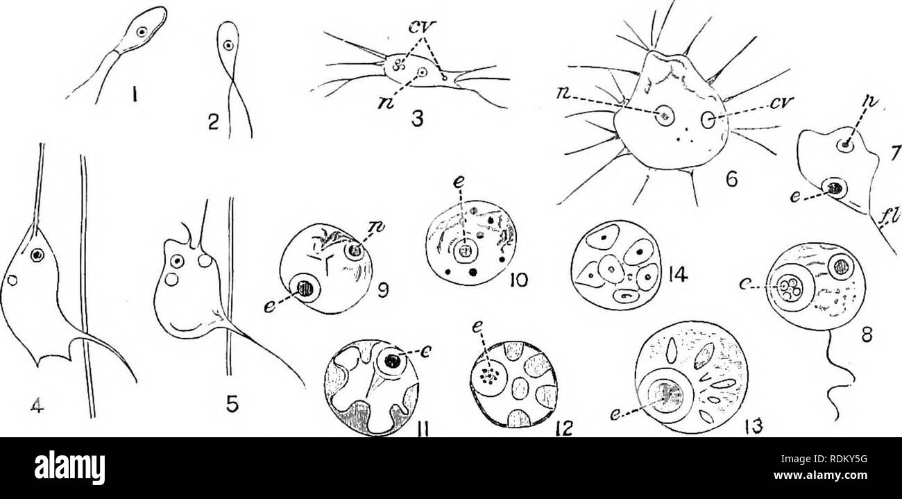 . The Cambridge natural history. Zoology. PROTEOMVXA 89 A. Myxoidea ...