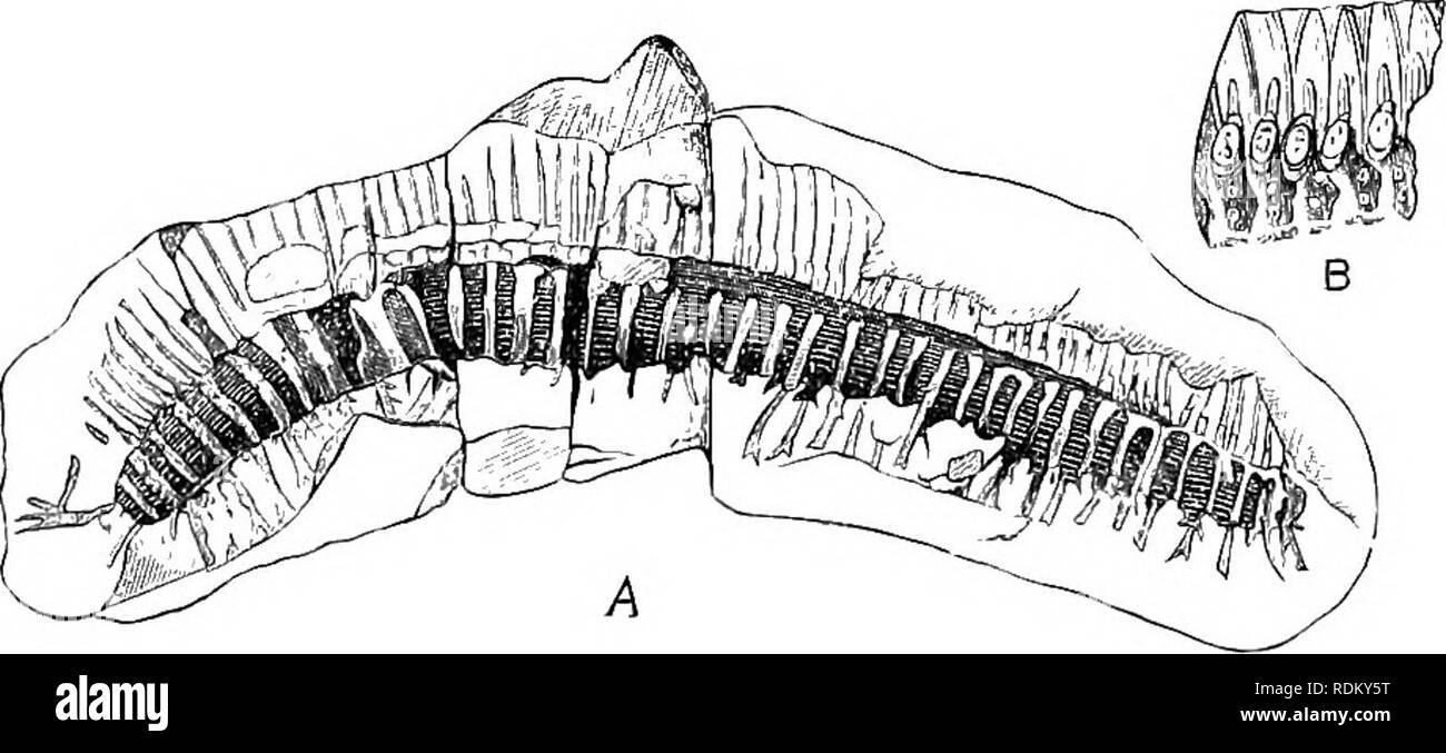 Archipolypoda Black and White Stock Photos & Images - Alamy