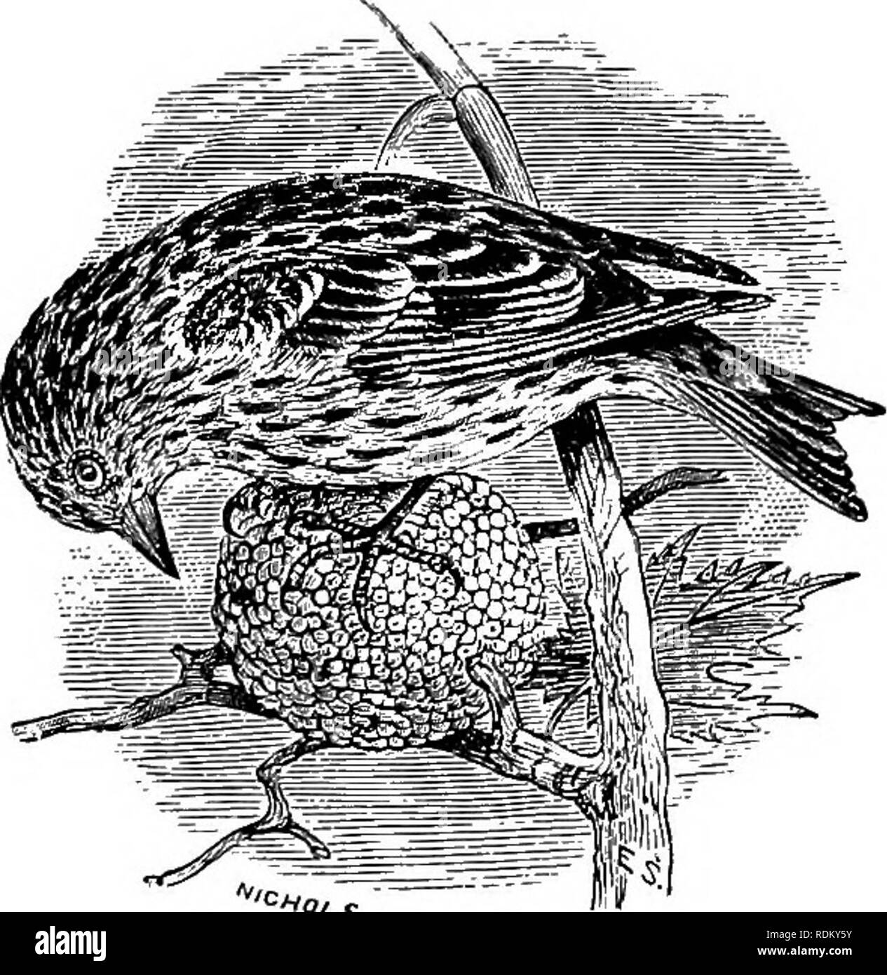 Pine siskin spinus pinus Black and White Stock Photos & Images - Alamy