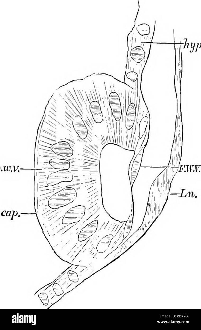 . The Cambridge natural history. Zoology. FORMATION OF THE YOUNG ANIMAL ...
