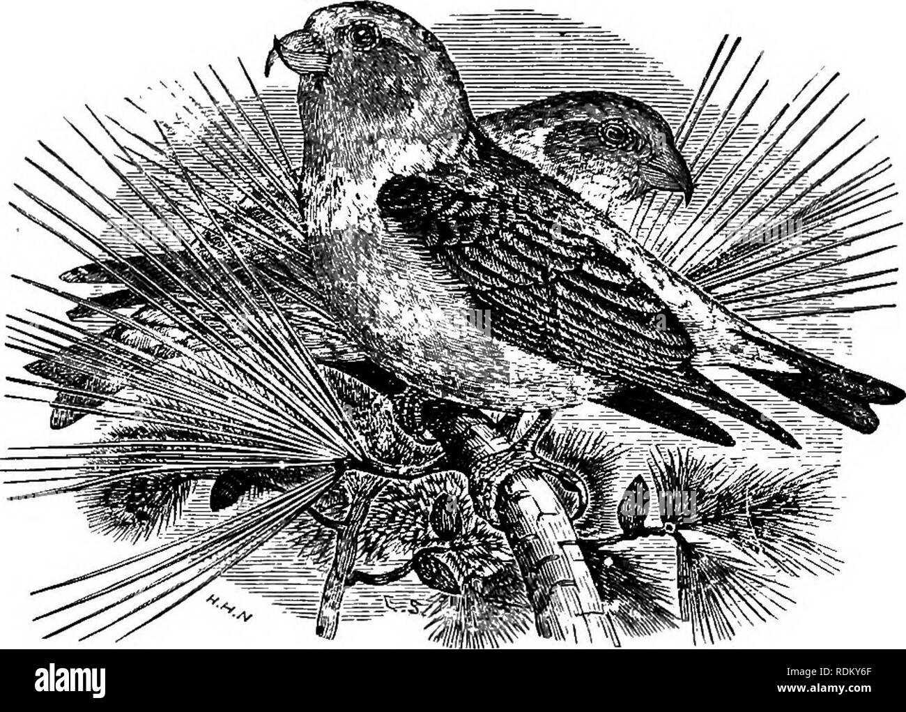 American crossbill Black and White Stock Photos & Images - Alamy