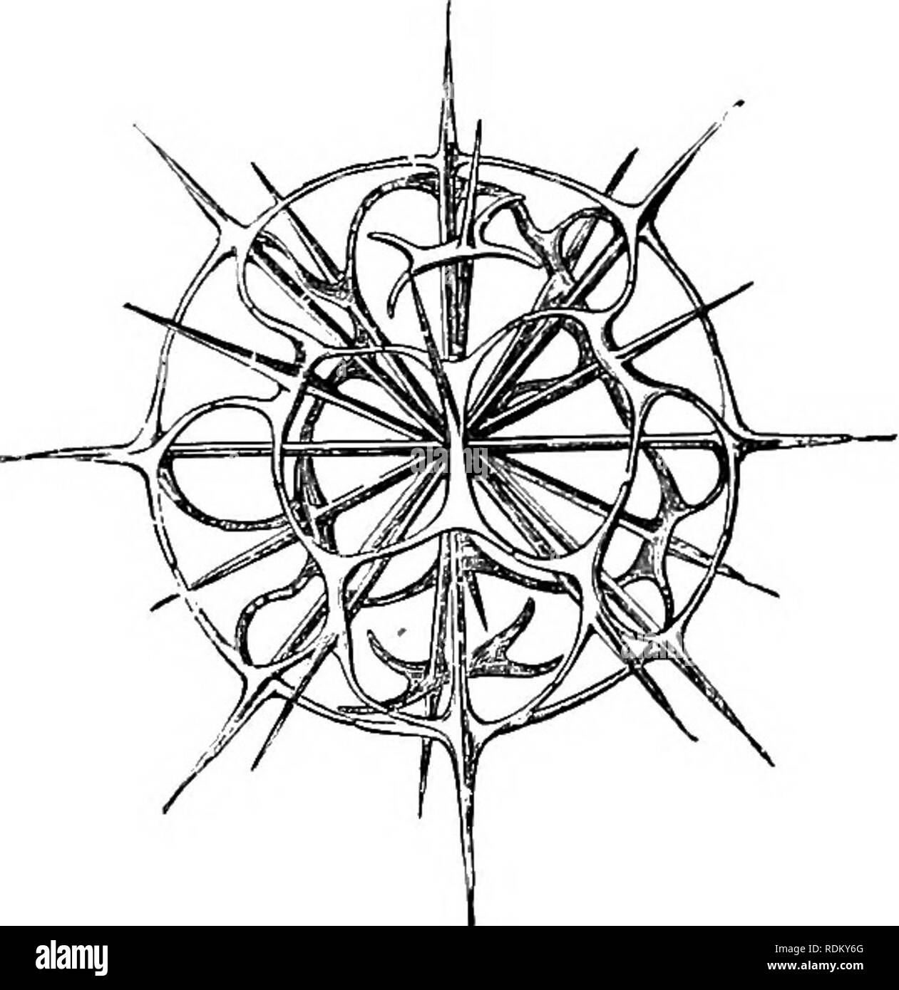 . The Cambridge natural history. Zoology. 8o PROTOZOA The " yellow ...