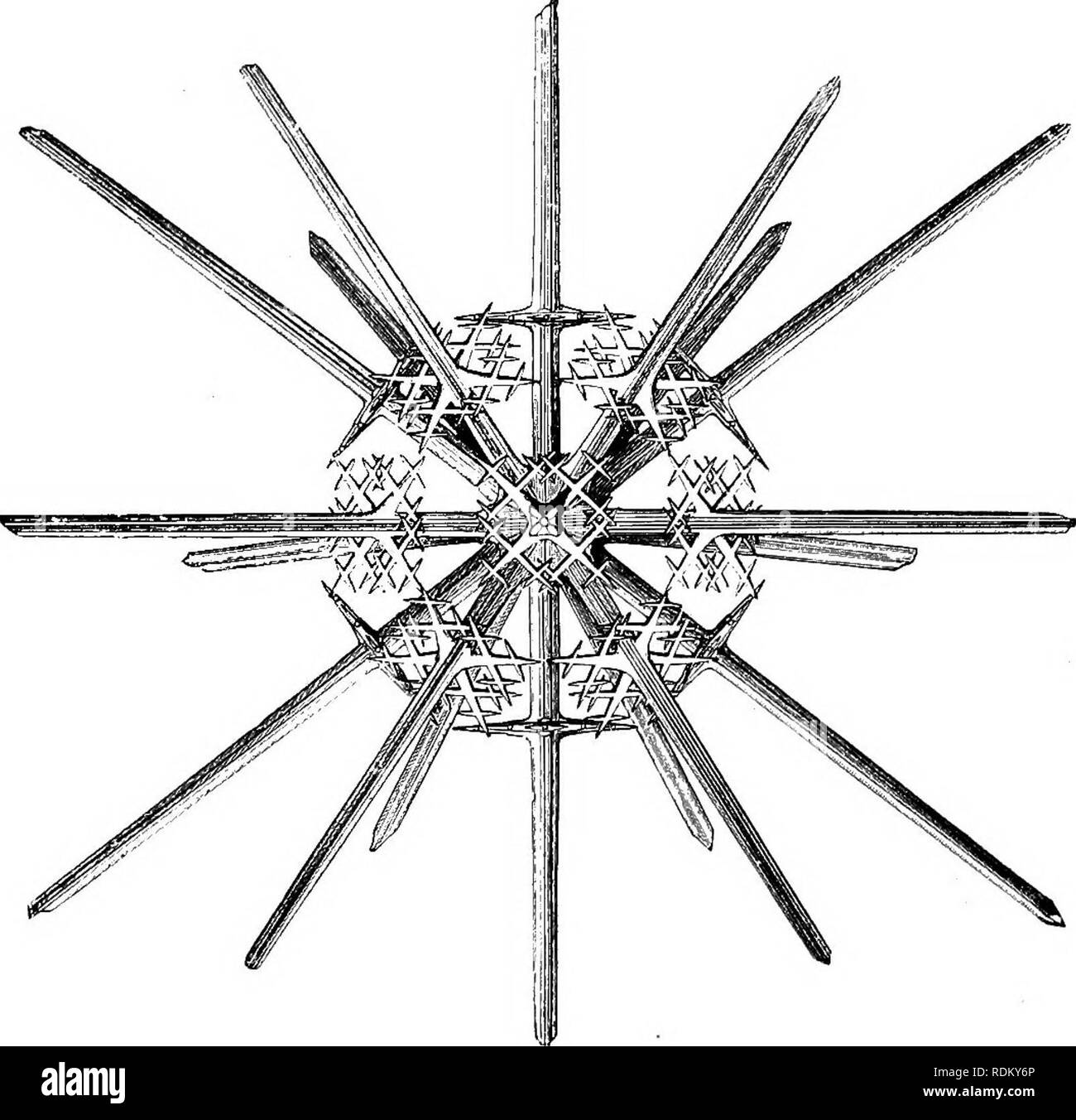 Acantharia hi-res stock photography and images - Alamy