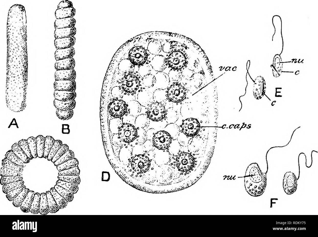 Acantharia High Resolution Stock Photography and Images - Alamy