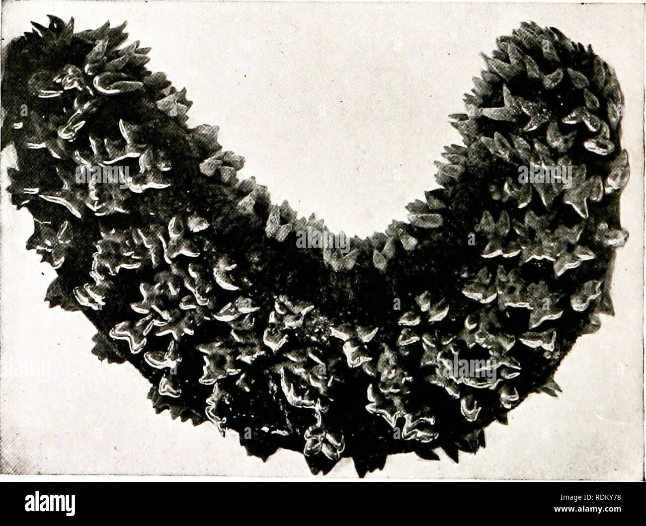 Beche de mer hi-res stock photography and images - Alamy