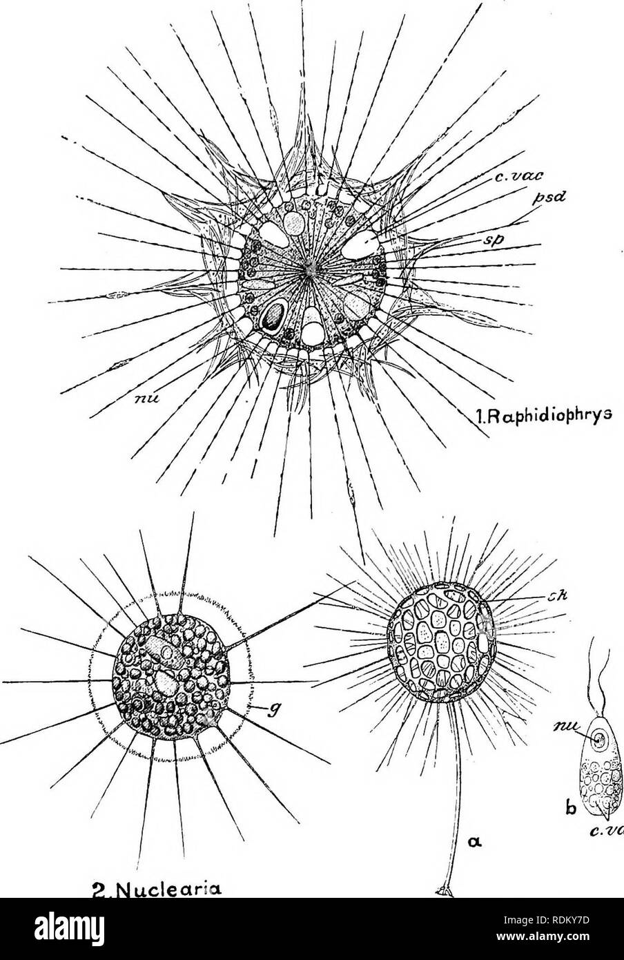 . The Cambridge natural history. Zoology. 74 PROTOZOA two in number, i ...