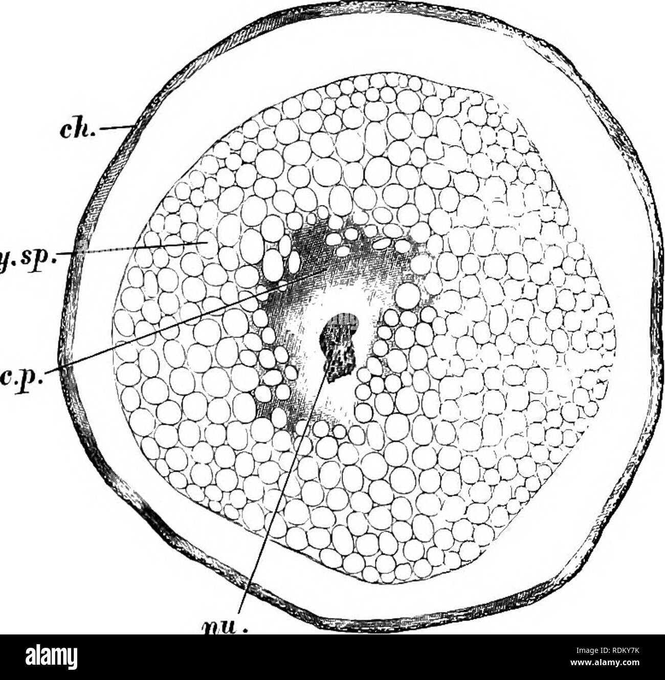 Ovum dividing Black and White Stock Photos & Images - Alamy