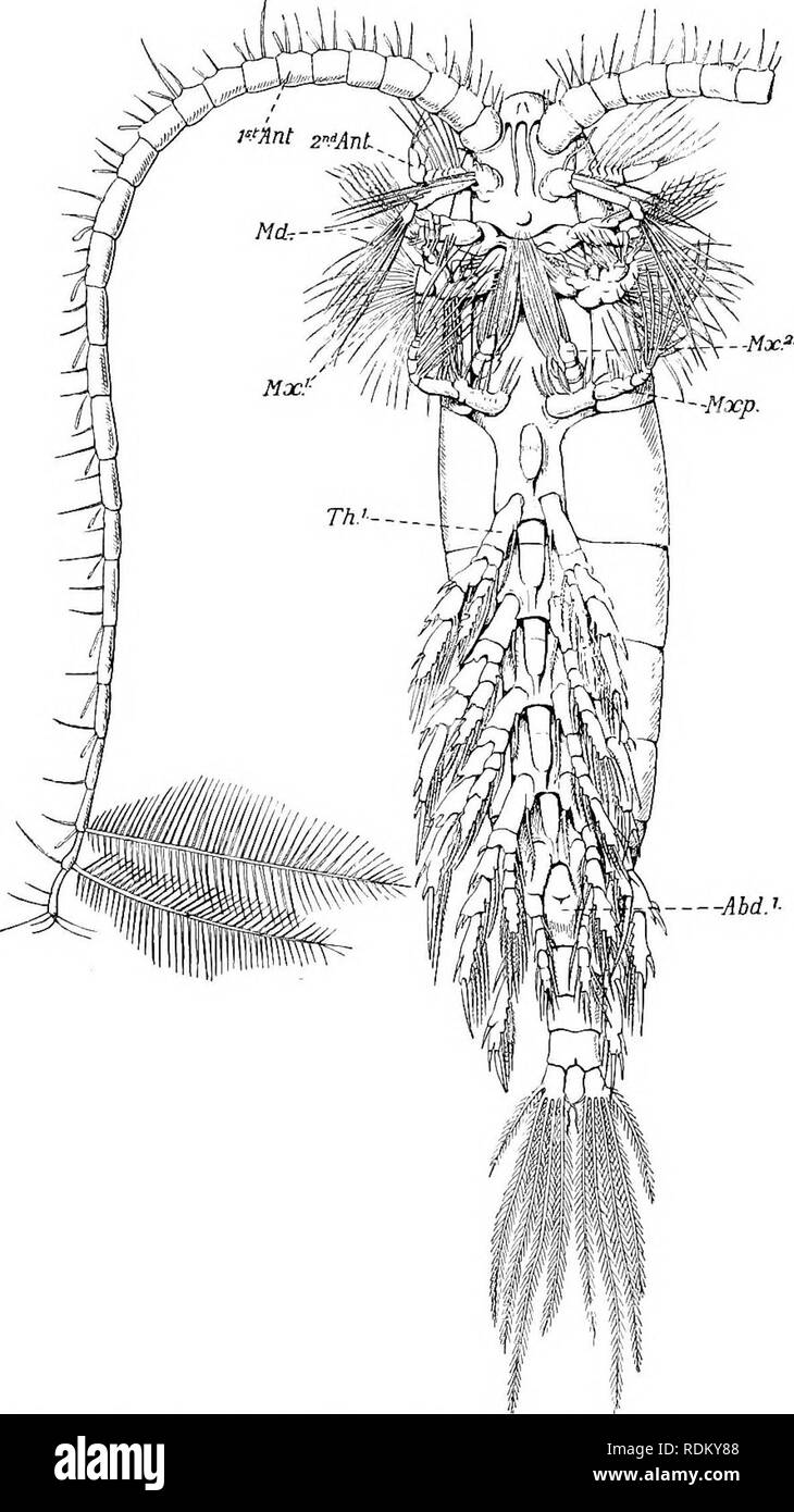 Convenient appendage hi-res stock photography and images - Alamy