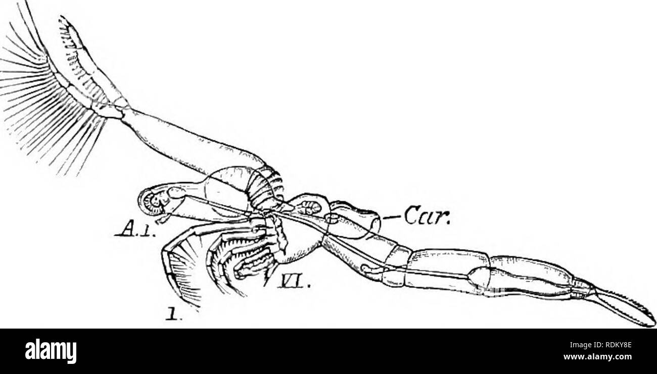 Polyphemus eye Black and White Stock Photos & Images - Alamy