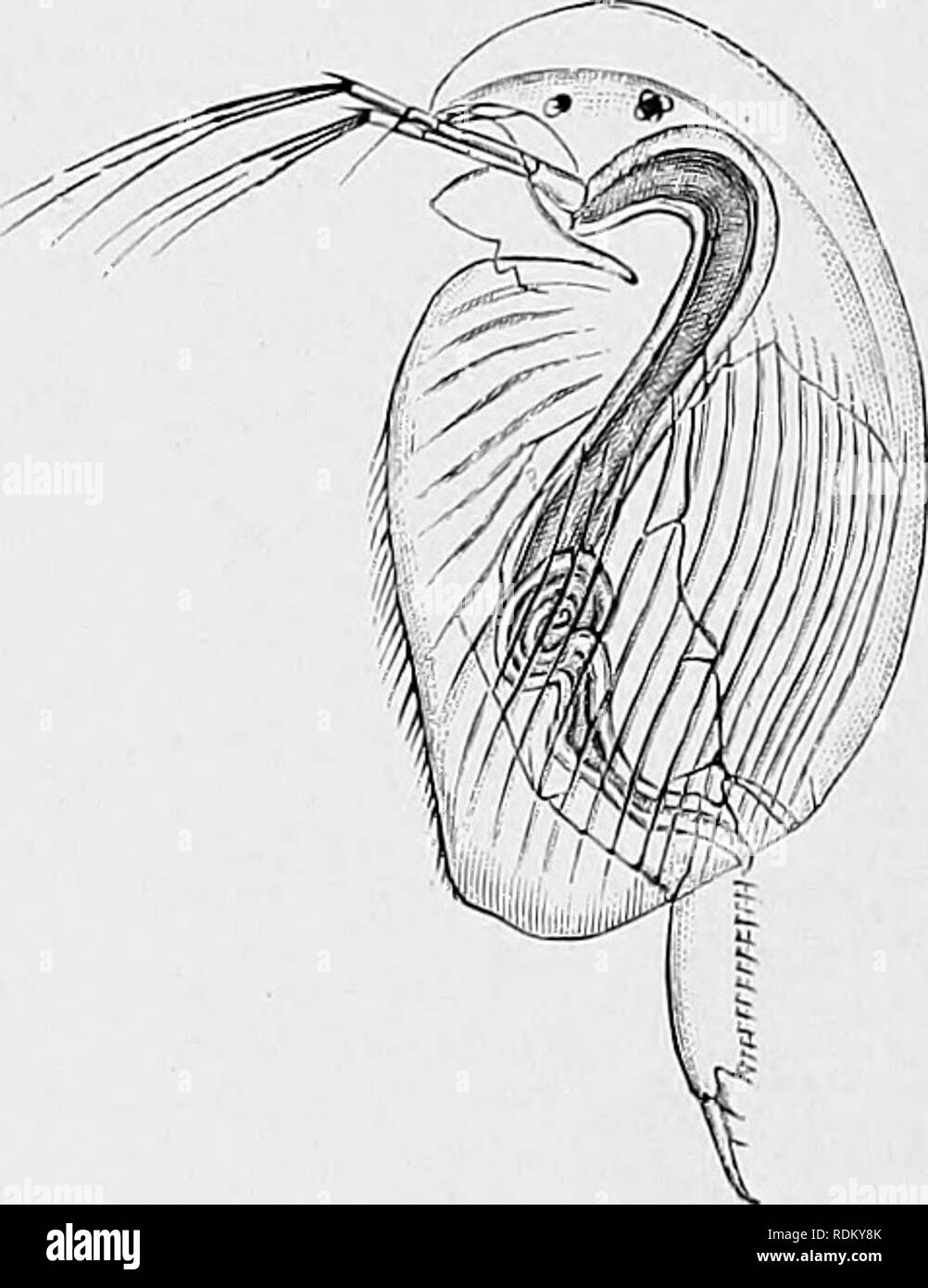 Bosmina sp hi-res stock photography and images - Alamy