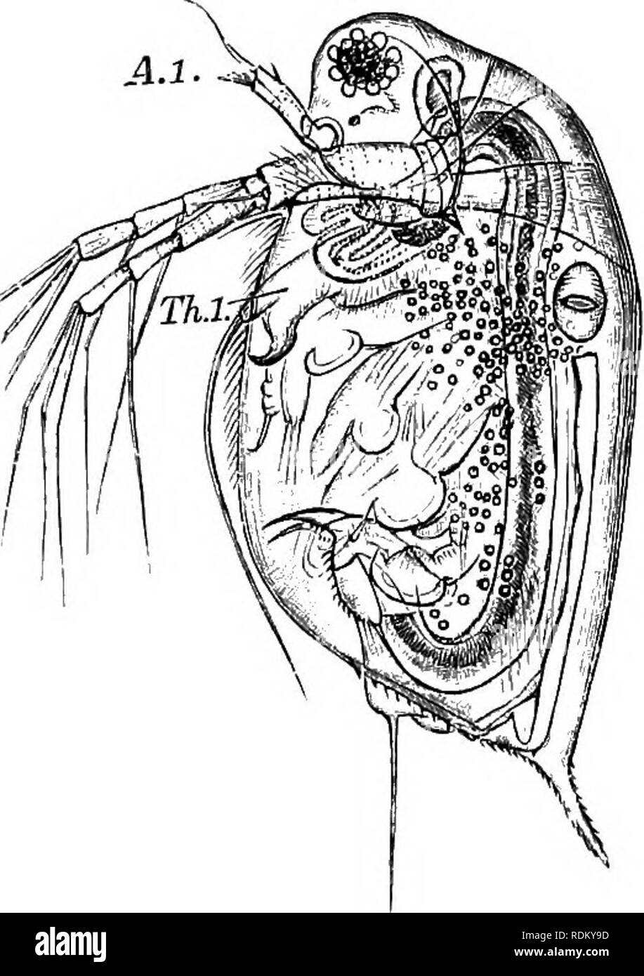 . The Cambridge natural history. Zoology. BRITISH GENERA OF CLADOCERA ...
