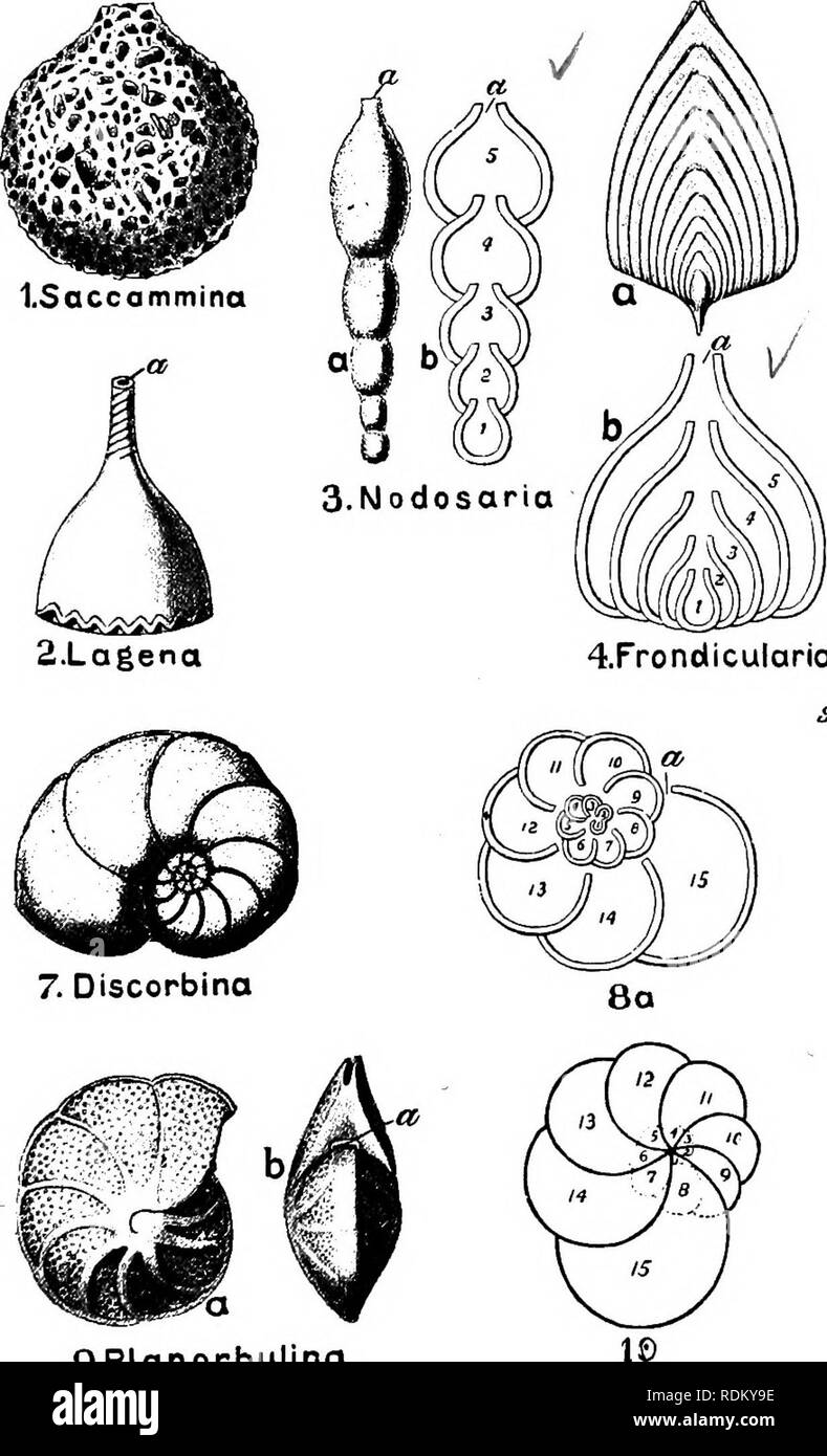 Foraminiferans Diagram
