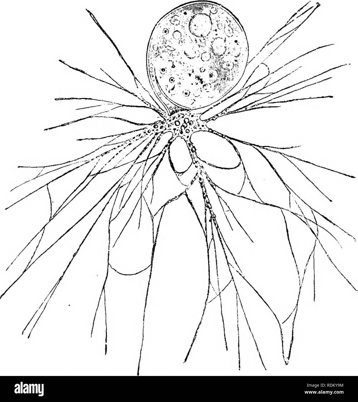 Foraminifera plankton hi-res stock photography and images - Alamy