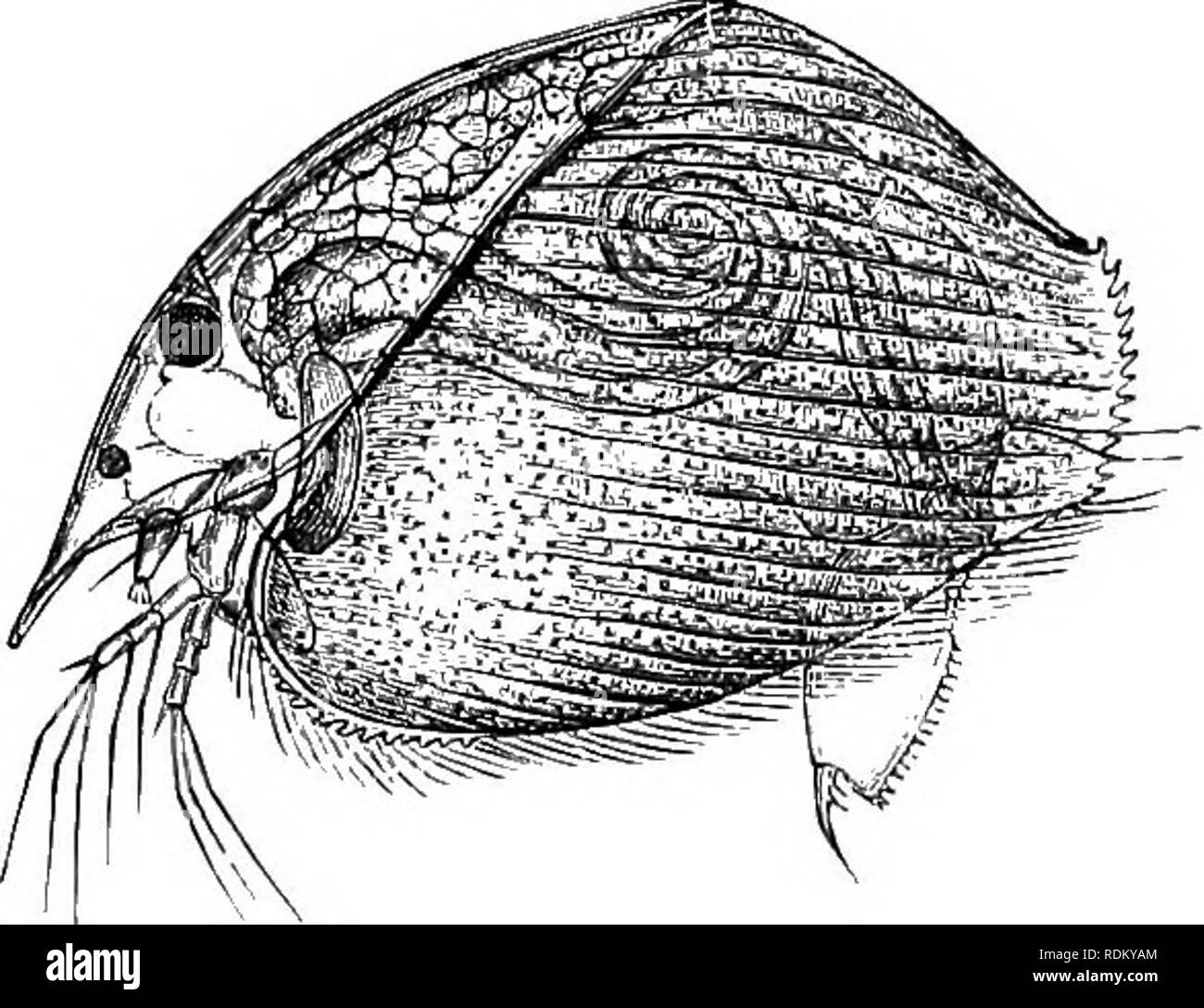 . The Cambridge natural history. Zoology. II INTERNAL ANATOMY OF ...