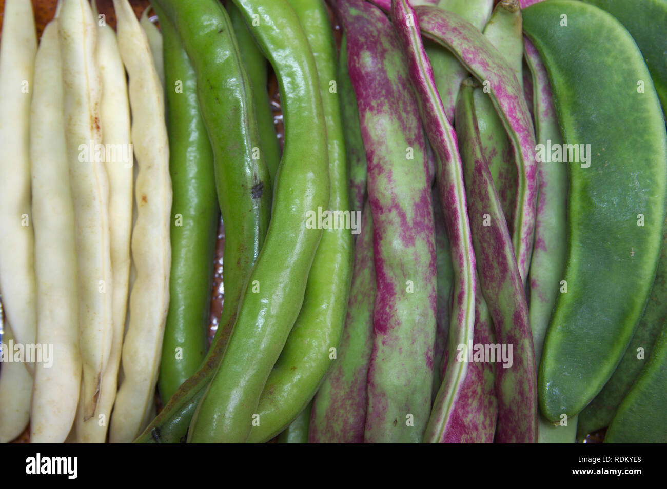 Tabella bean hi-res stock photography and images - Alamy