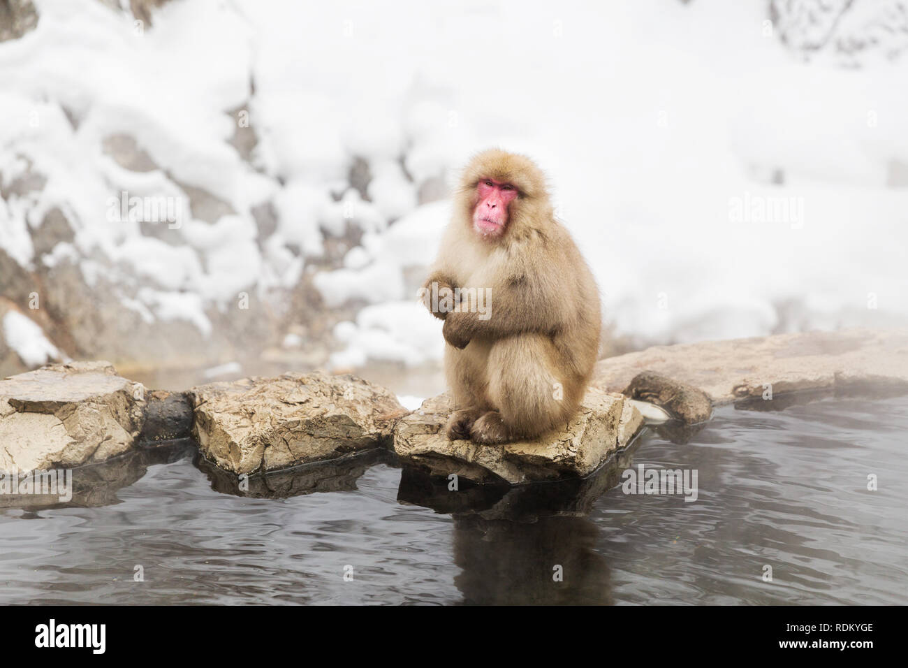 japanese macaque or snow monkey in hot spring Stock Photo - Alamy