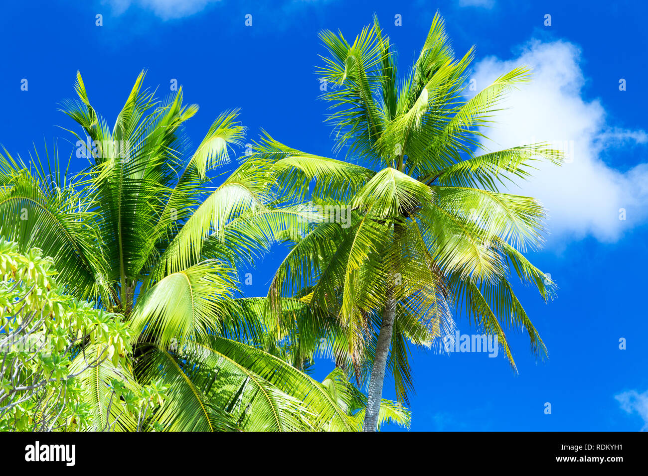 palm trees over blue sky Stock Photo - Alamy