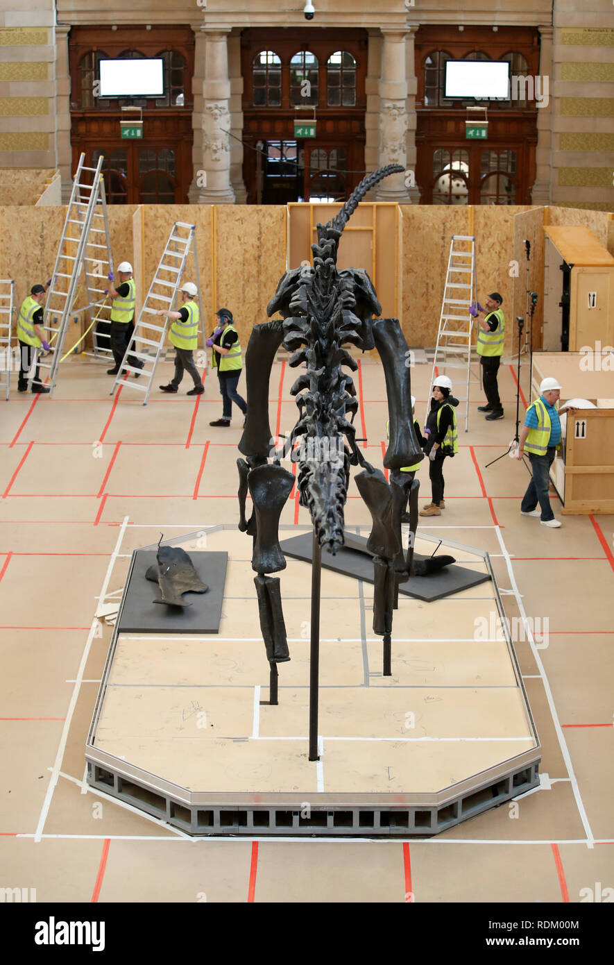Dippy, the famous diplodocus from the Natural History Museum, is put ...