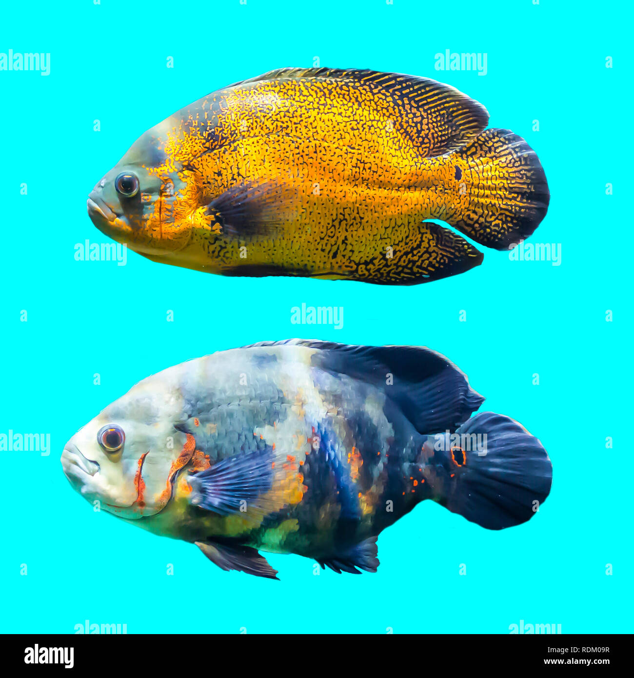 Spotted fish hi-res stock photography and images - Alamy