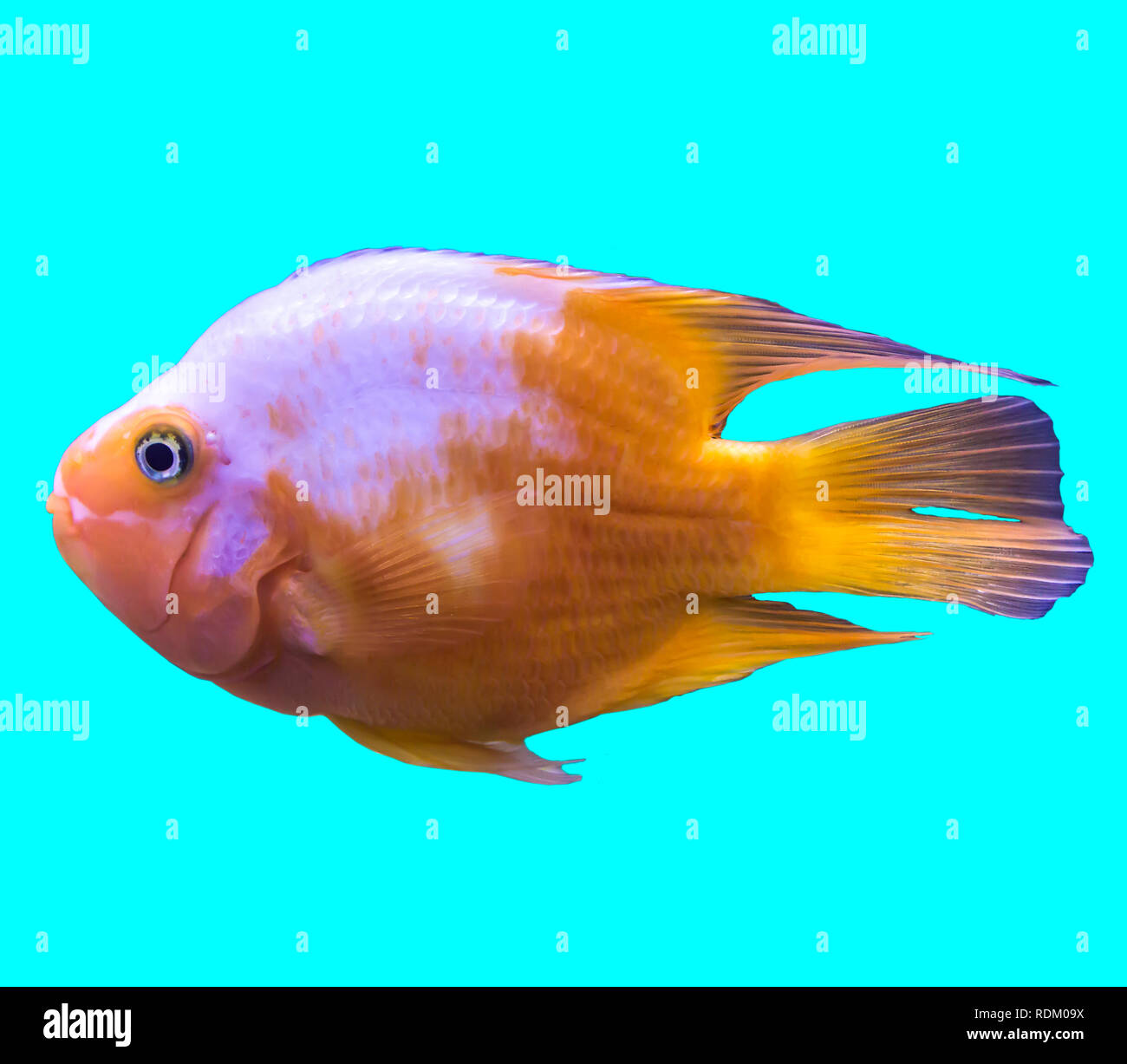 Orange tropical marine fish from the Indian Ocean. Isolated photo on ...