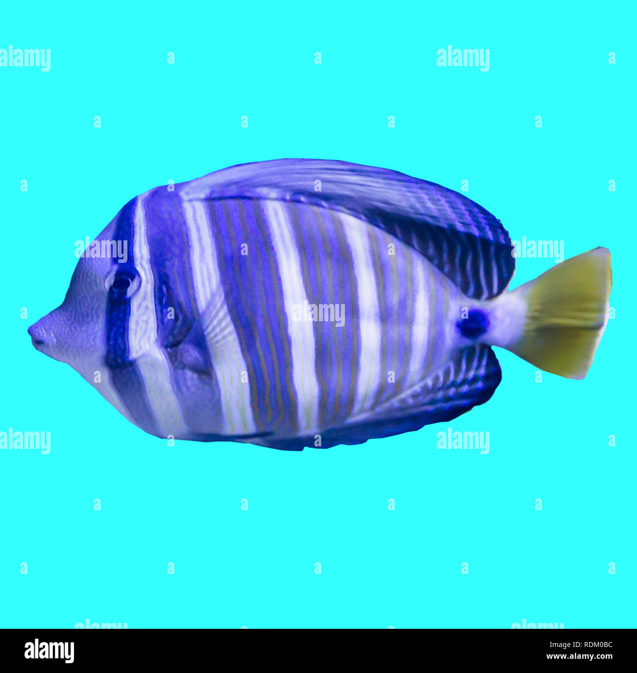 Striped sea bream fish hi-res stock photography and images - Alamy