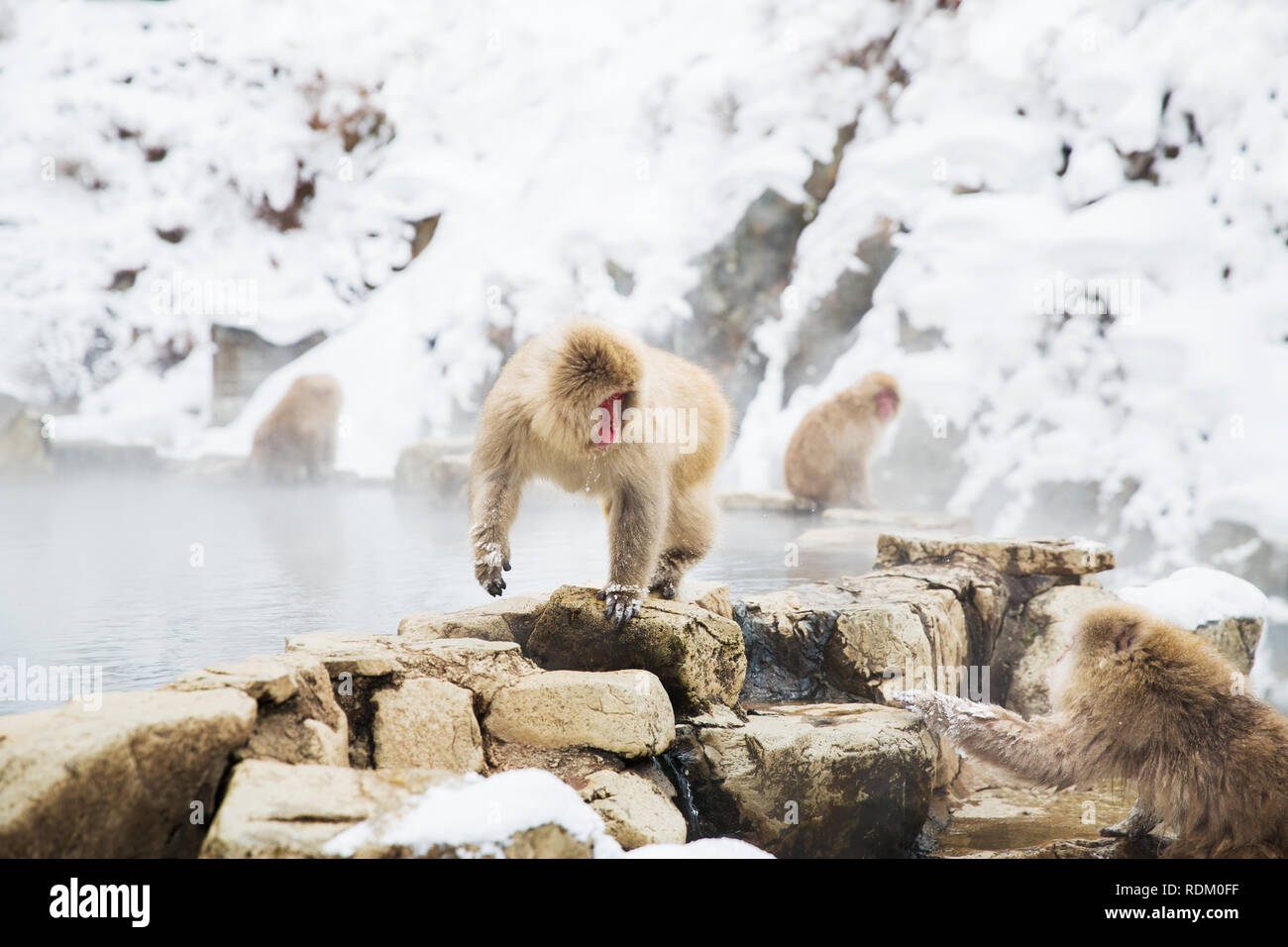 japanese macaques or snow monkeys at hot spring Stock Photo - Alamy