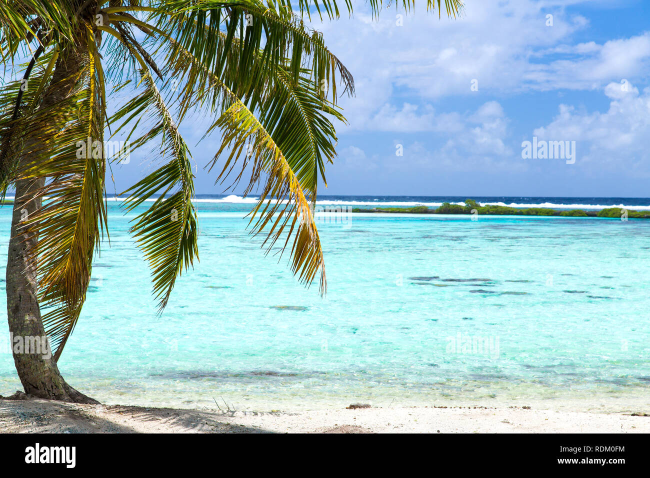 tropical beach with palm tree in french polynesia Stock Photo - Alamy