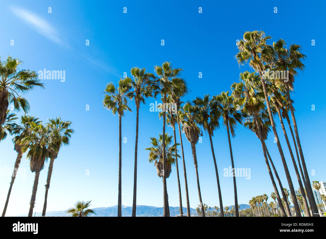 palm trees at venice beach, california Stock Photo - Alamy