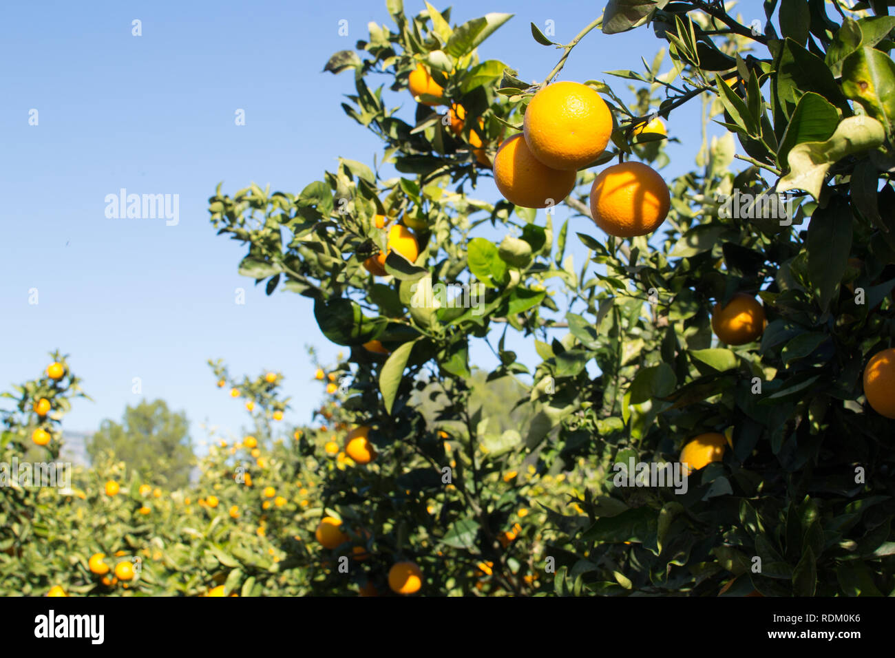 Loaded orange tree hi-res stock photography and images - Alamy