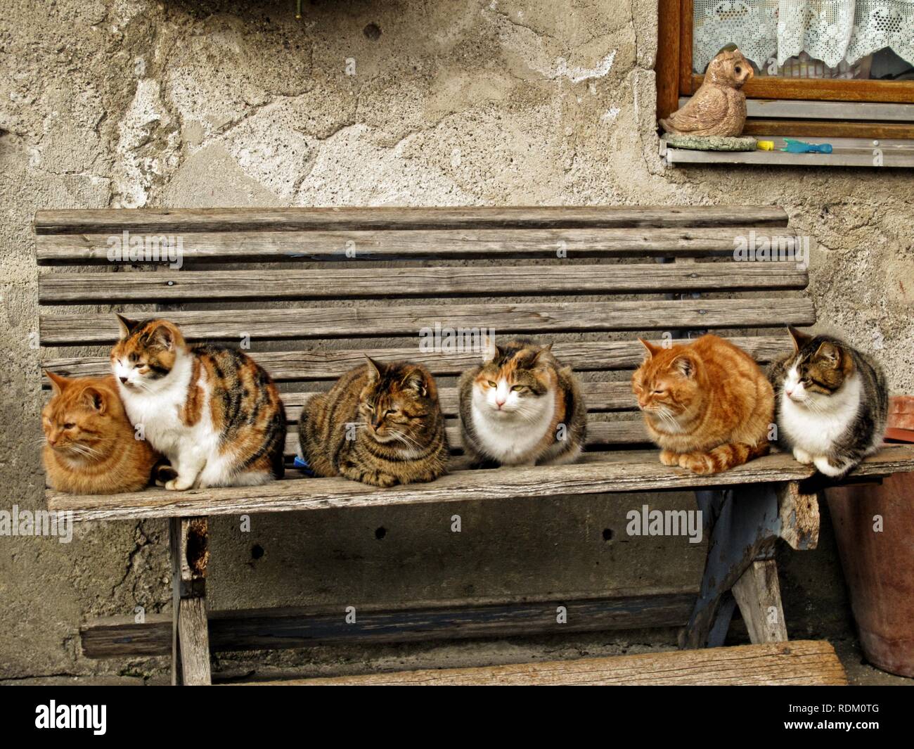 cats sitting on a bench Stock Photo - Alamy