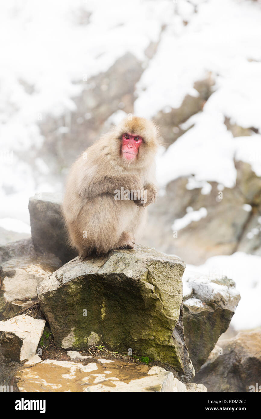 japanese macaques or snow monkeys at hot spring Stock Photo - Alamy