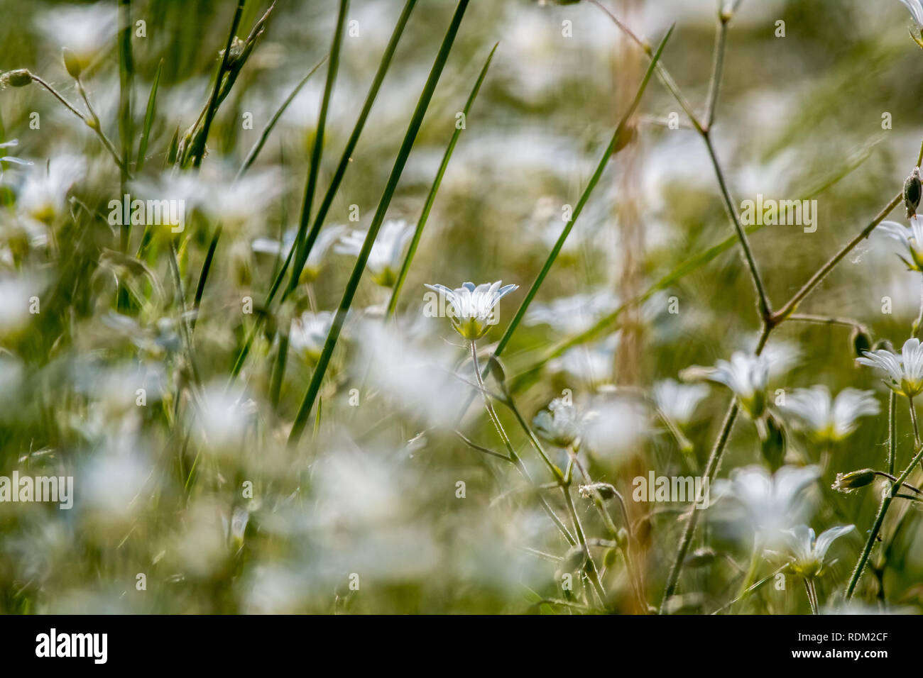 White wild flowers. Blooming flowers. Beautiful white wild flowers in ...