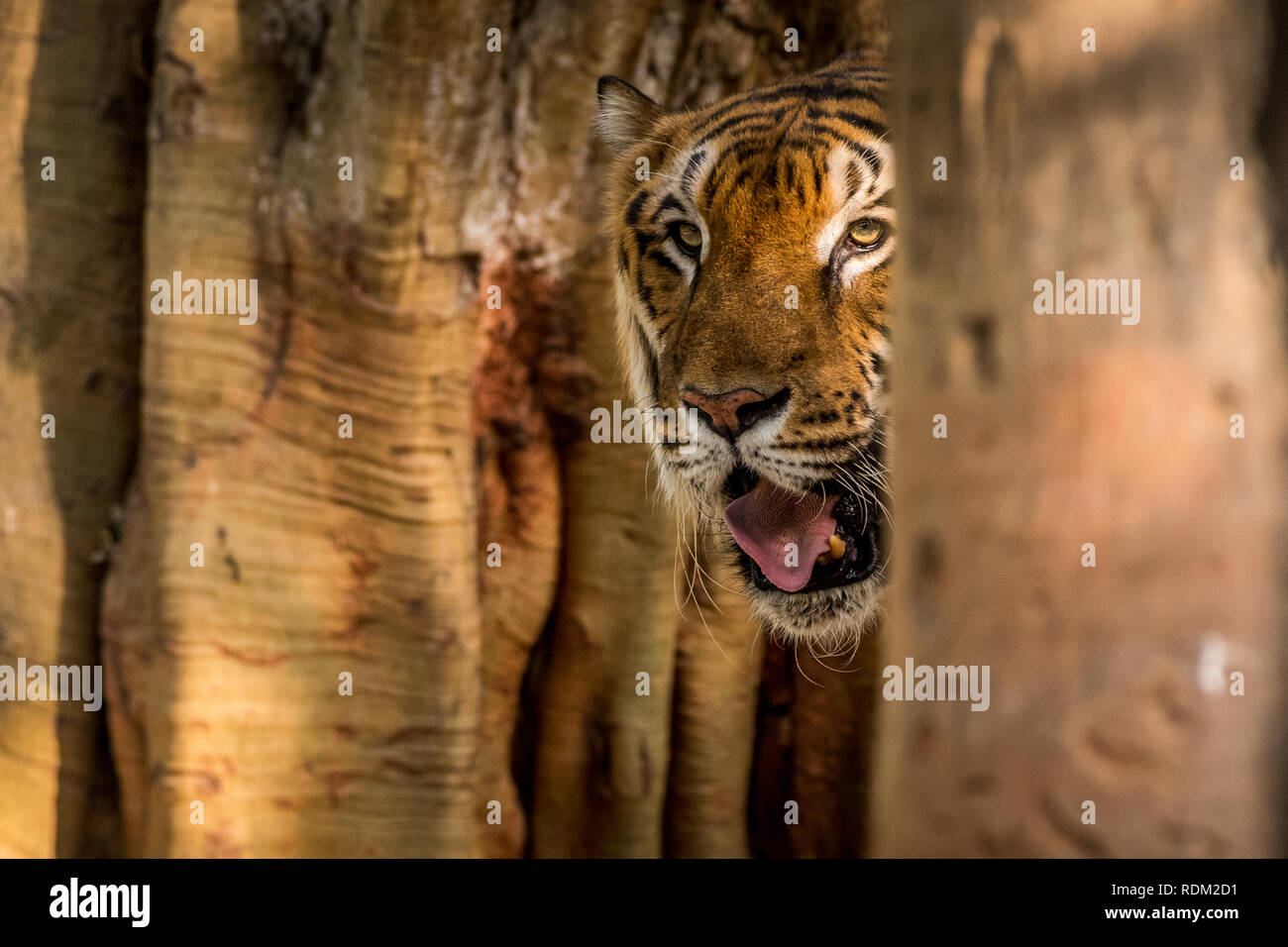 Tiger walking closeup hi-res stock photography and images - Alamy