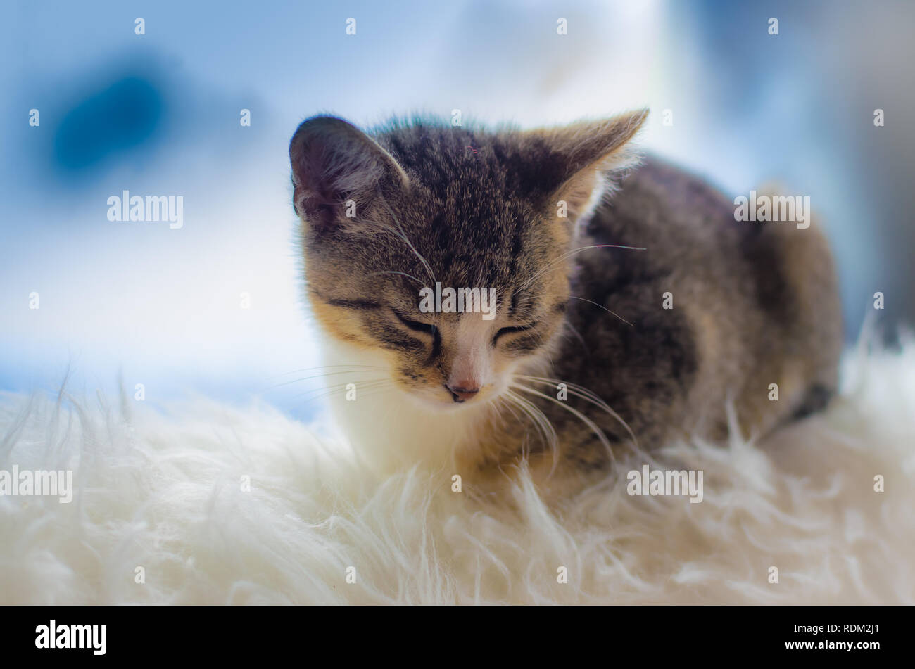 gray cat sitting by the window alone Stock Photo - Alamy
