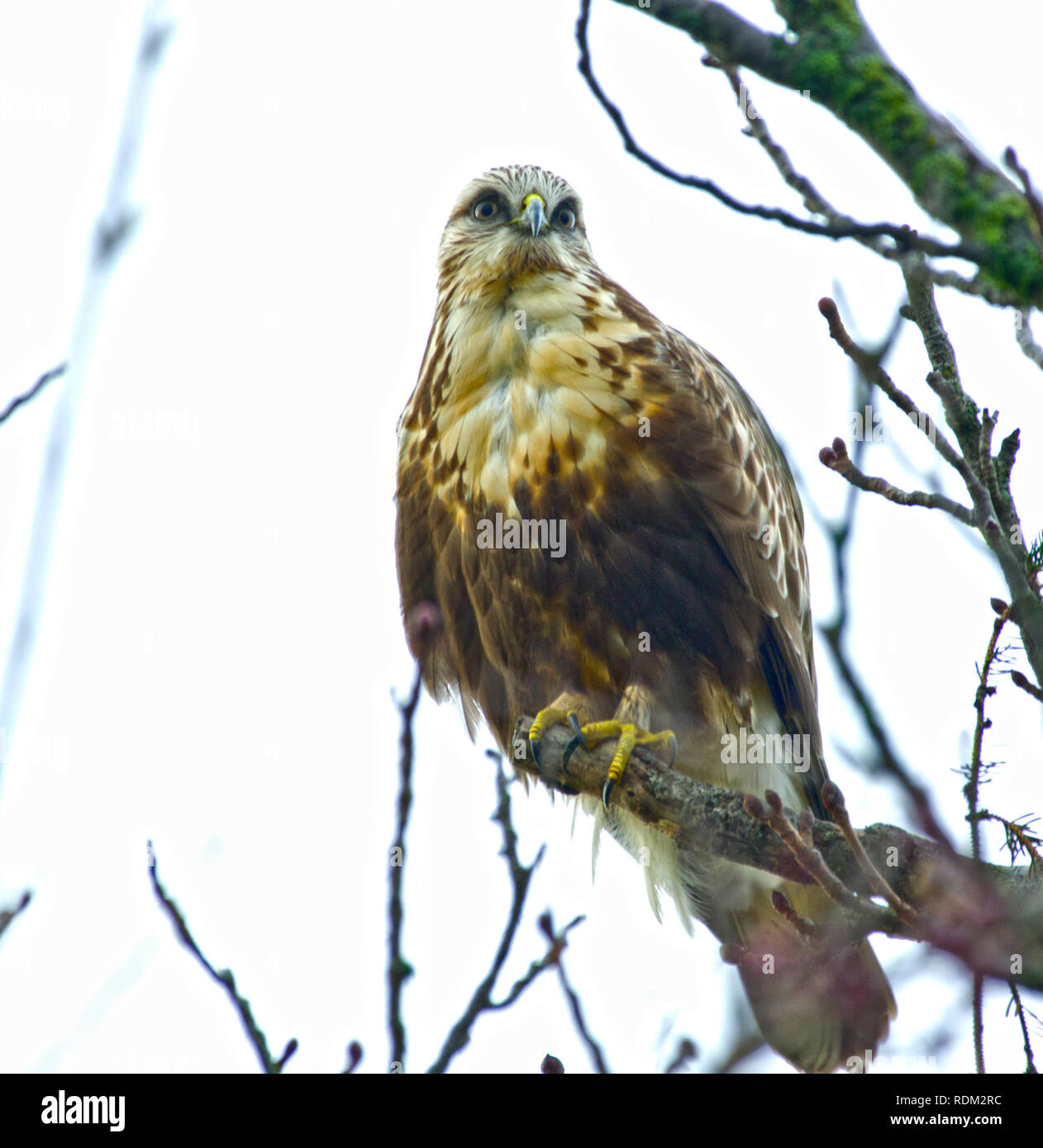 Rough Legged Hawk Stock Photo - Alamy