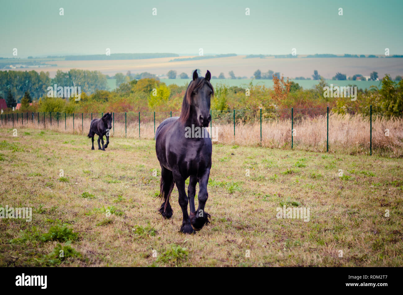 two beautiful black horses running in the farm Stock Photo - Alamy