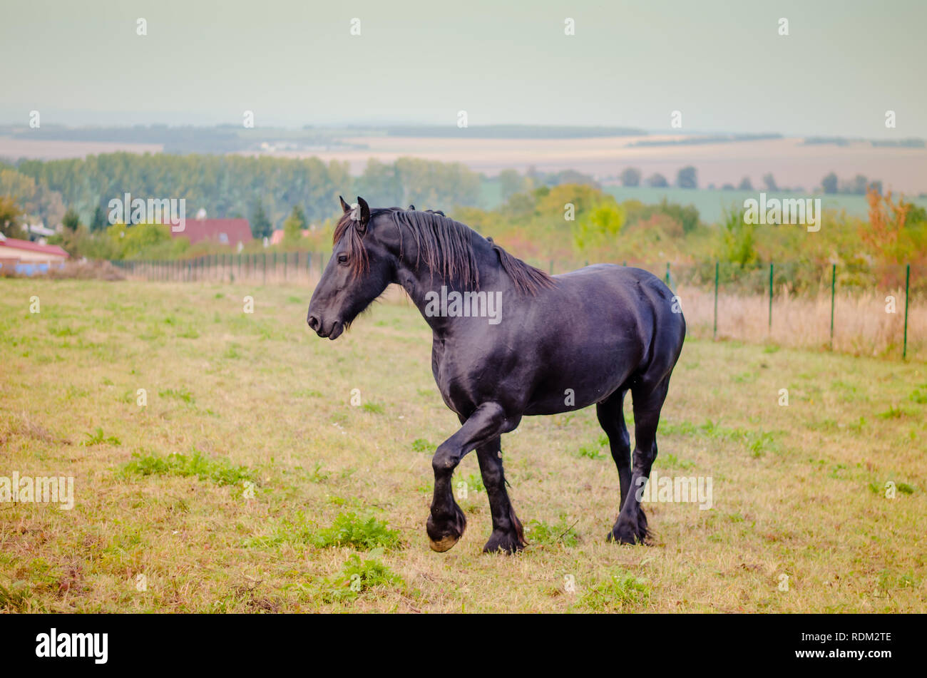 beautiful black horse posing in the farm Stock Photo - Alamy