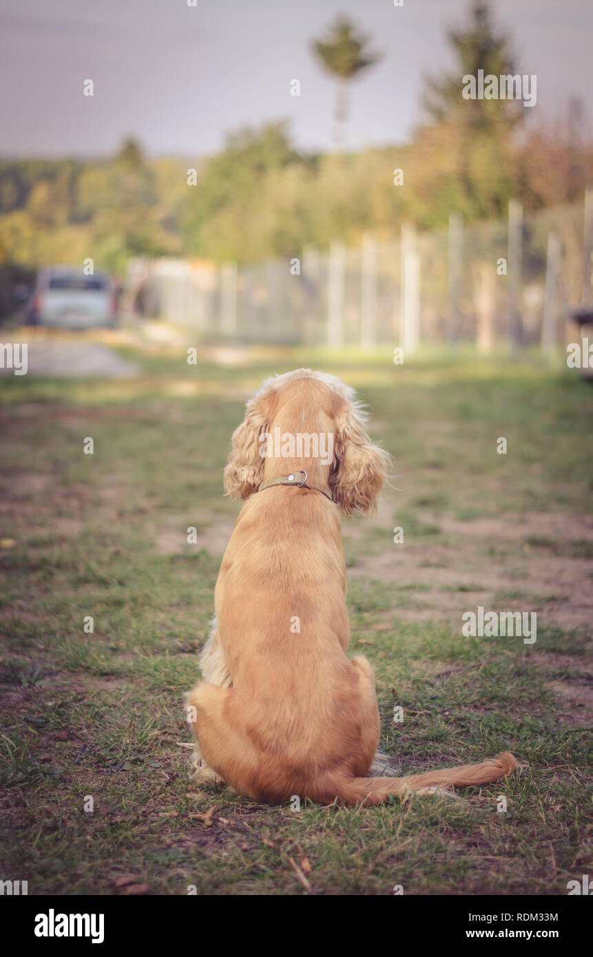 cute dog sitting alone waiting for his owner Stock Photo - Alamy