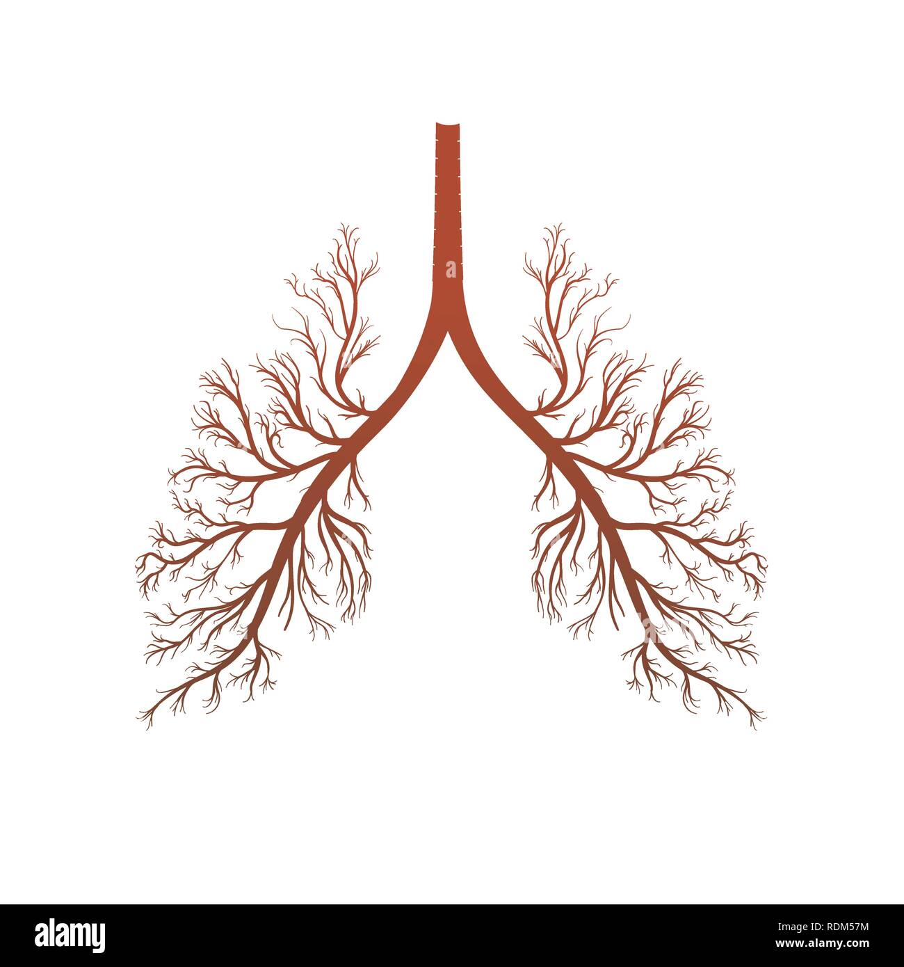 Human lungs icon cartoon Cut Out Stock Images & Pictures - Alamy