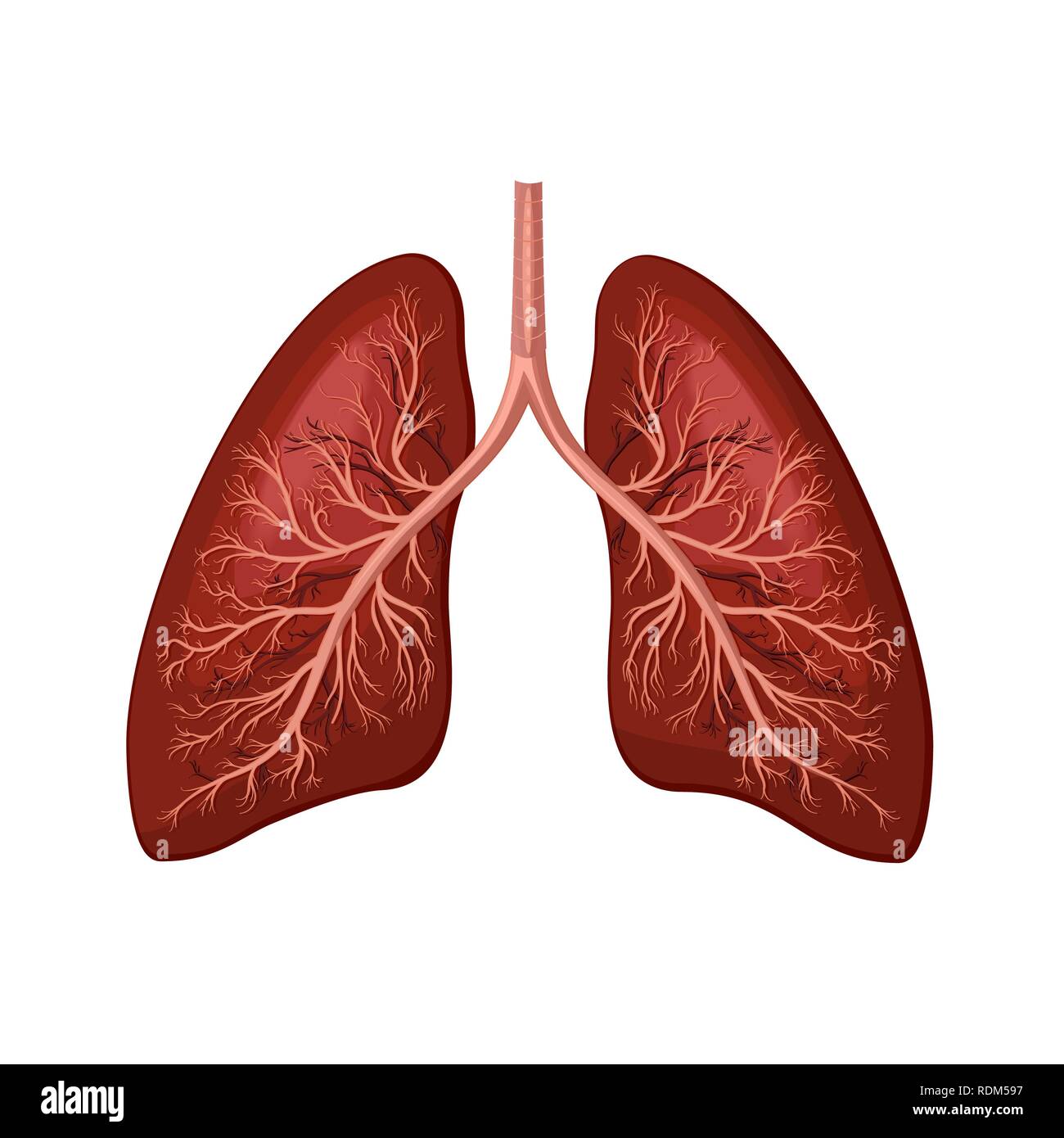 Anatomy human lungs on Stock Vector Images - Alamy