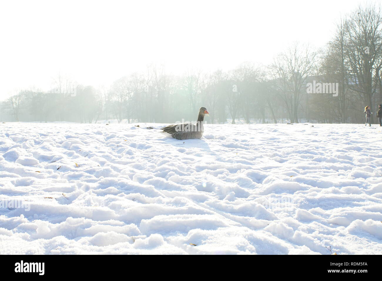 Snow Goose Tree High Resolution Stock Photography and Images - Alamy