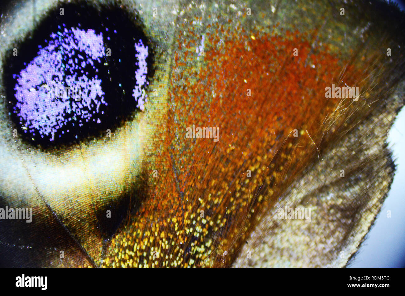 Butterfly wing microscope hi-res stock photography and images - Alamy
